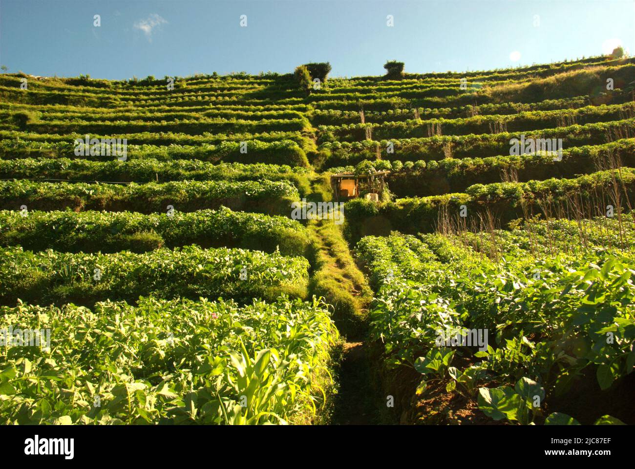 Agricultural terraces for vegetable cultivation on Dieng plateau, which ...