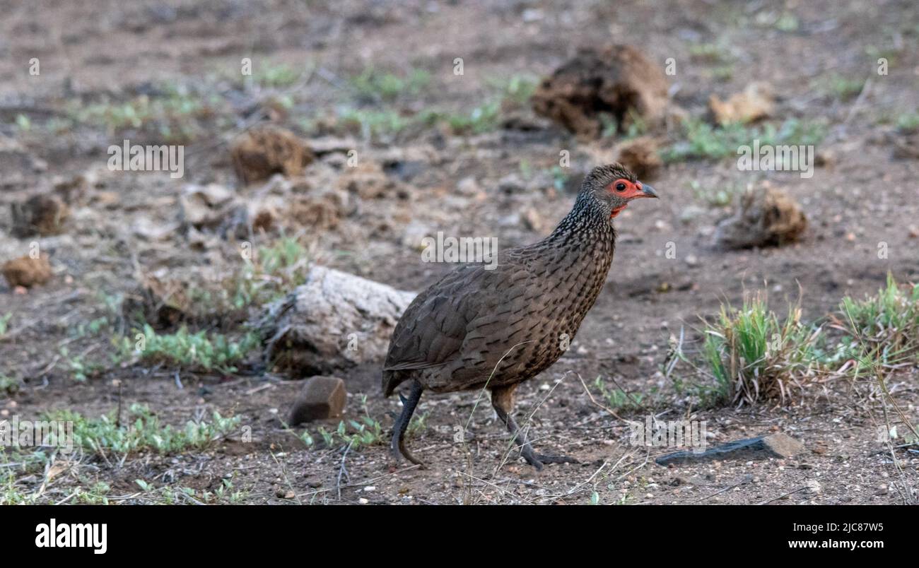 A Swainson's spurfowl isolated in late afternoon light Stock Photo - Alamy