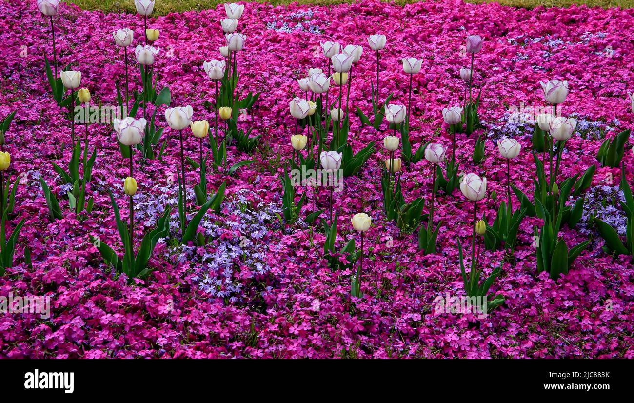 Beautiful tulip flower field Stock Photo - Alamy