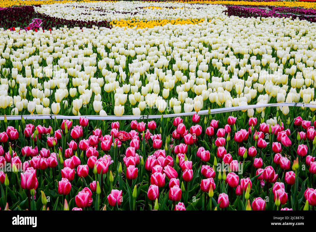 Beautiful tulip flower field Stock Photo - Alamy