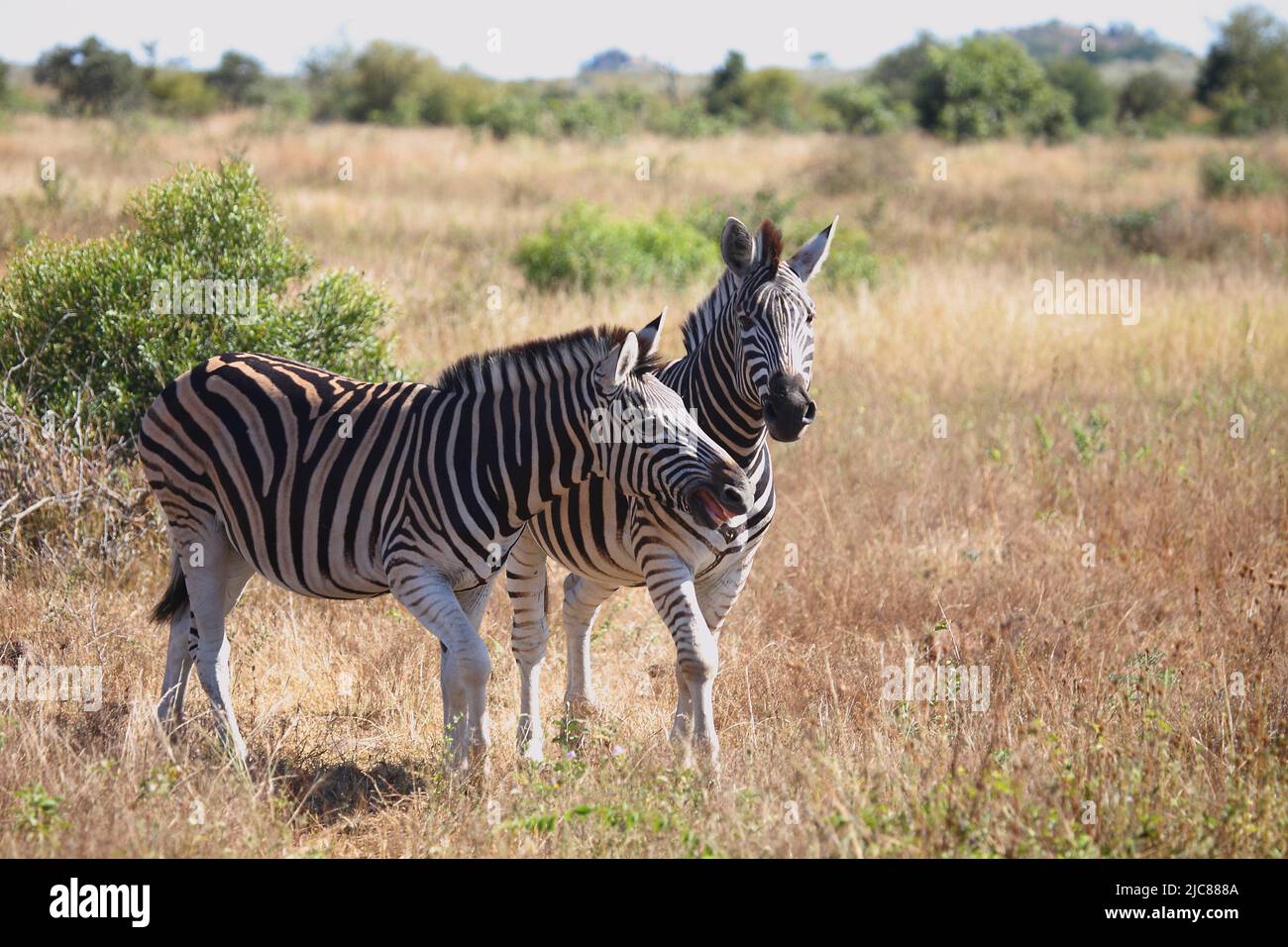 Steppenzebra / Burchell's zebra / Equus burchellii Stock Photo - Alamy