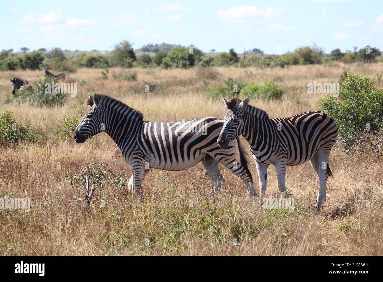 Steppenzebra / Burchell's zebra / Equus burchellii Stock Photo - Alamy