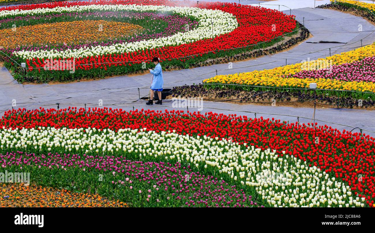 Netherlands tulips asia hi-res stock photography and images - Alamy