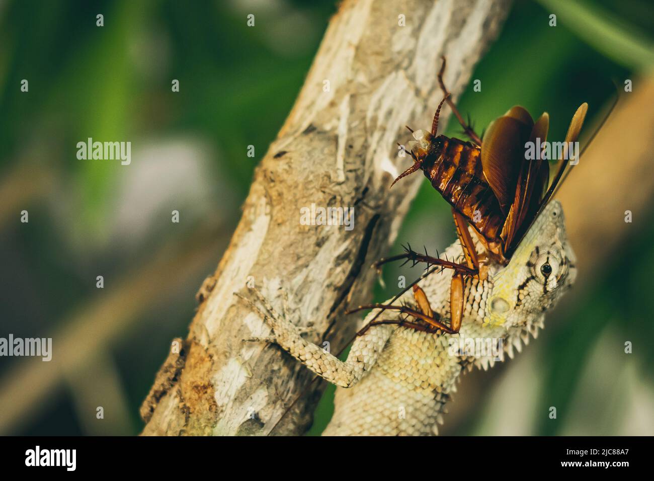 BANNER Macro close-up photo captures moment big gray lizard eat ...