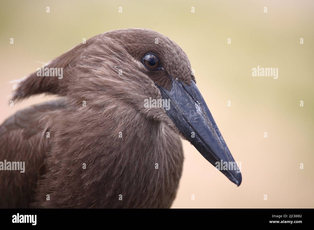 Hammerkopf / Hamerkop / Scopus umbretta Stock Photo - Alamy