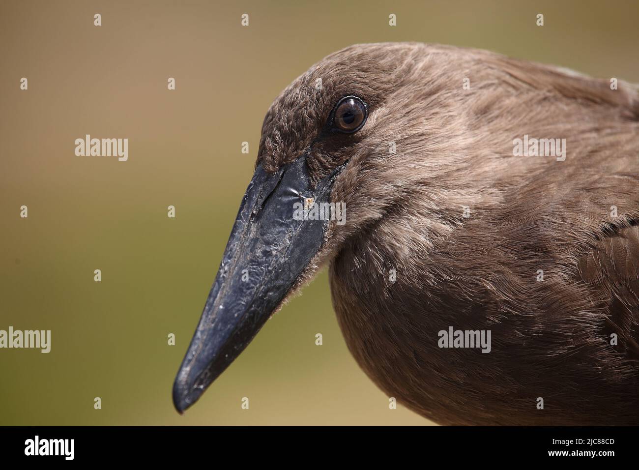 Hammerkopf / Hamerkop / Scopus umbretta Stock Photo - Alamy