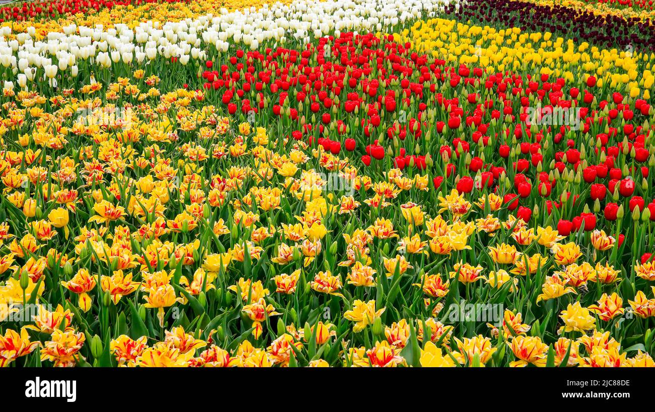 Beautiful tulip flower field Stock Photo - Alamy