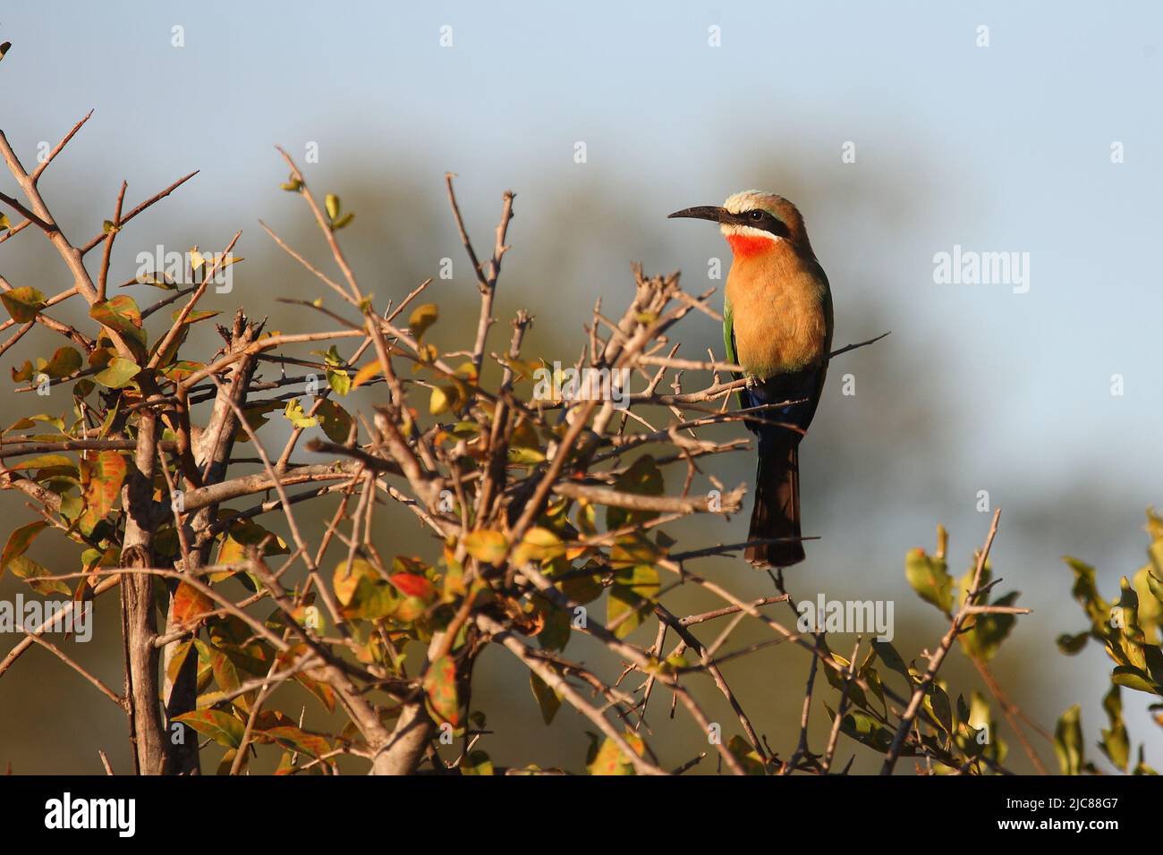 Weißstirnspint / White-fronted bee-eater / Merops bullockoides Stock ...