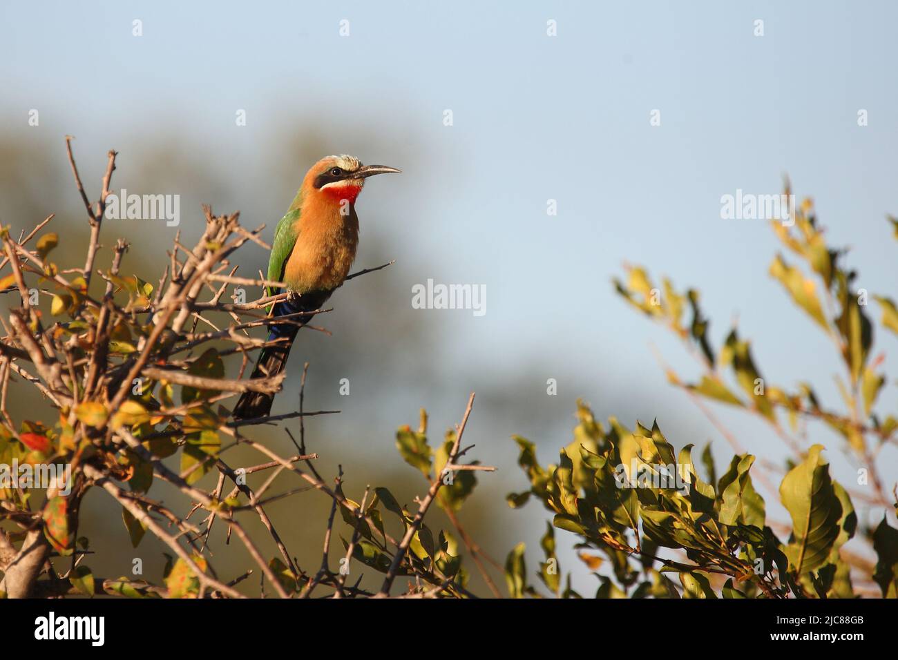 Weißstirnspint / White-fronted bee-eater / Merops bullockoides Stock ...