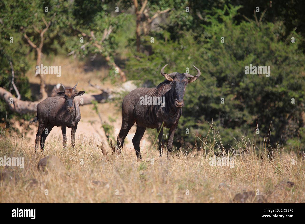 Streifengnu / Blue wildebeest / Connochaetes taurinus Streifengnu ...