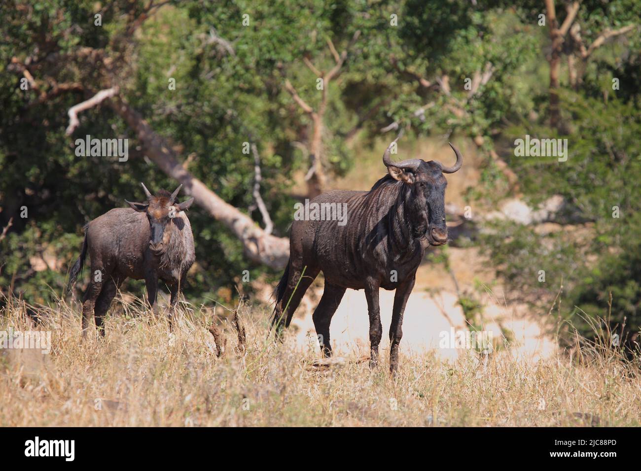 Streifengnu / Blue wildebeest / Connochaetes taurinus Streifengnu ...