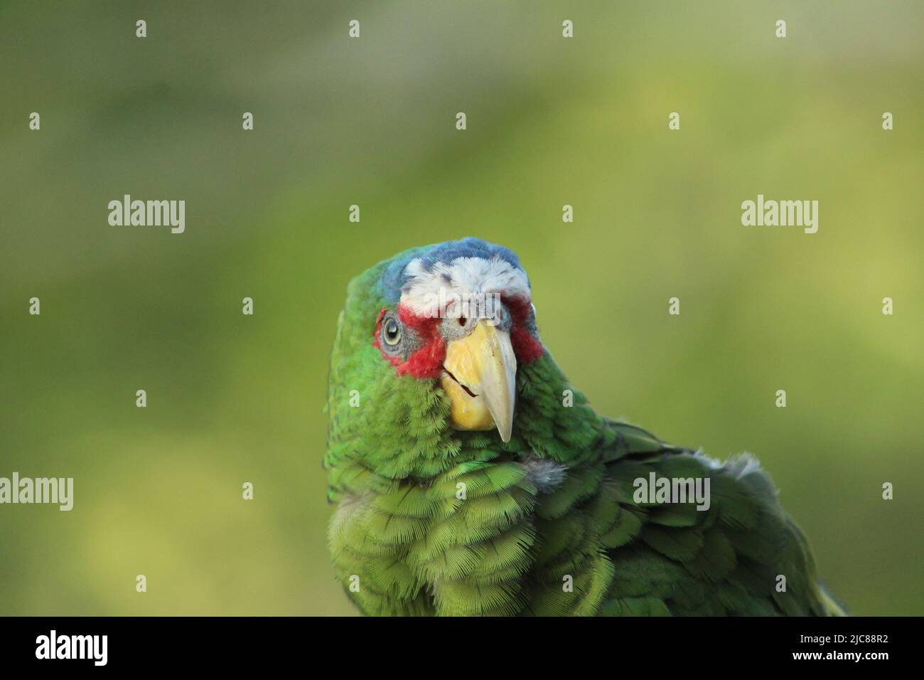 a single White-fronted Parrot (Andres Vasquez) isolated on a natural ...