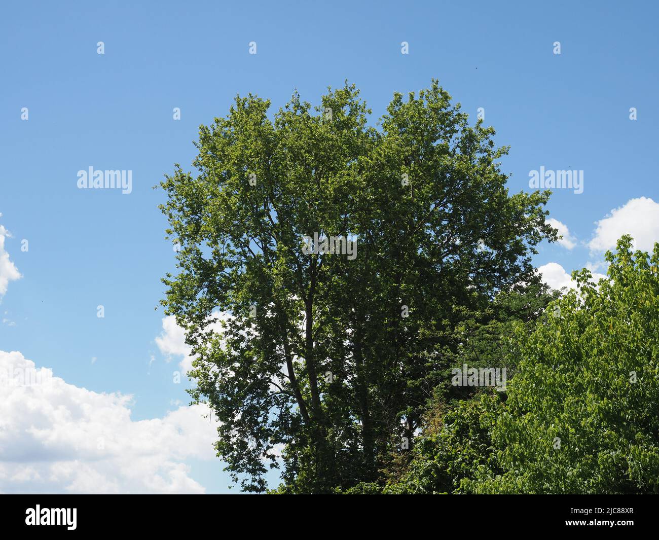 plane aka sycamore tree scientific name Platanus Stock Photo - Alamy