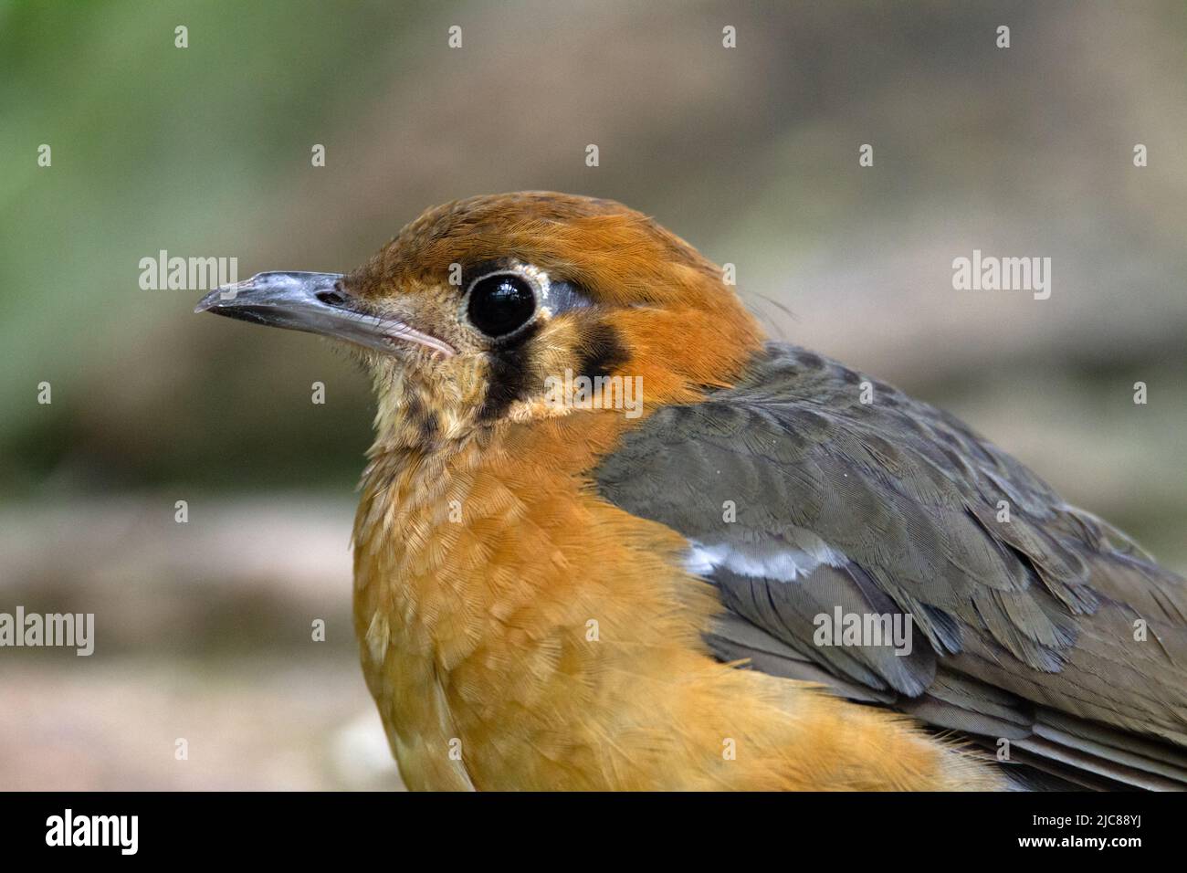 close up of the head of an orange-headed thrush (Geokichla citrina ...