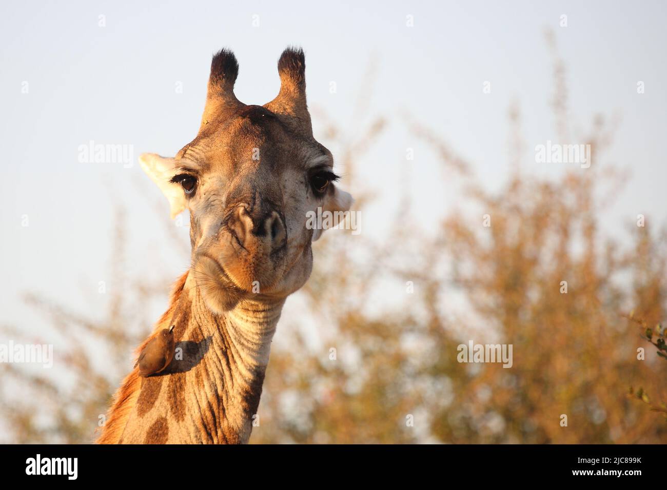 Giraffe und Gelbschnabel-Madenhacker / Giraffe and Yellow-billed ...