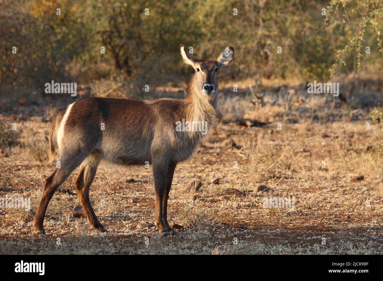 Wasserbock / Waterbuck / Kobus ellipsiprymnus Stock Photo - Alamy