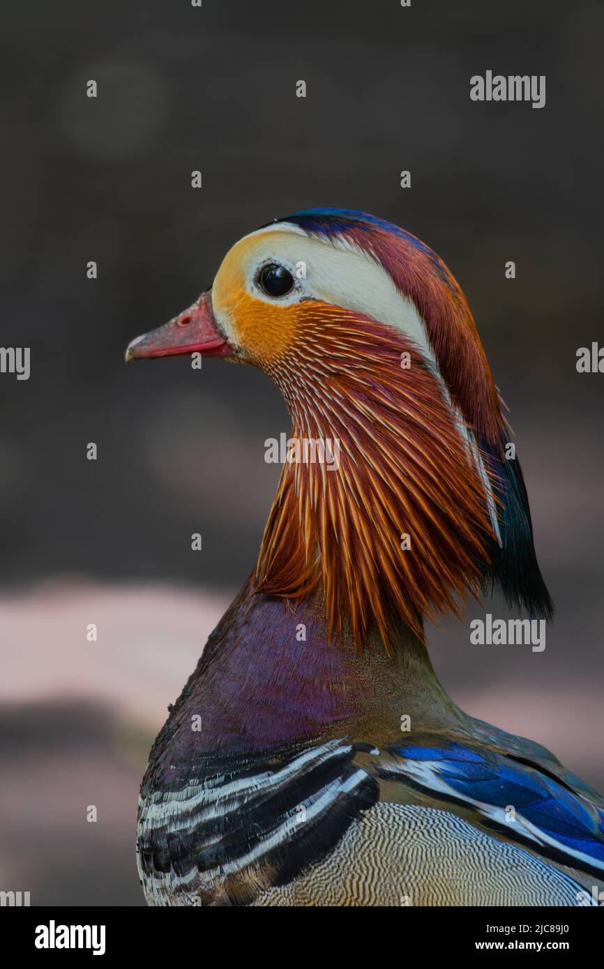 A Male Mandarin duck portrait on a nature reserve in Norfolk, UK Stock ...