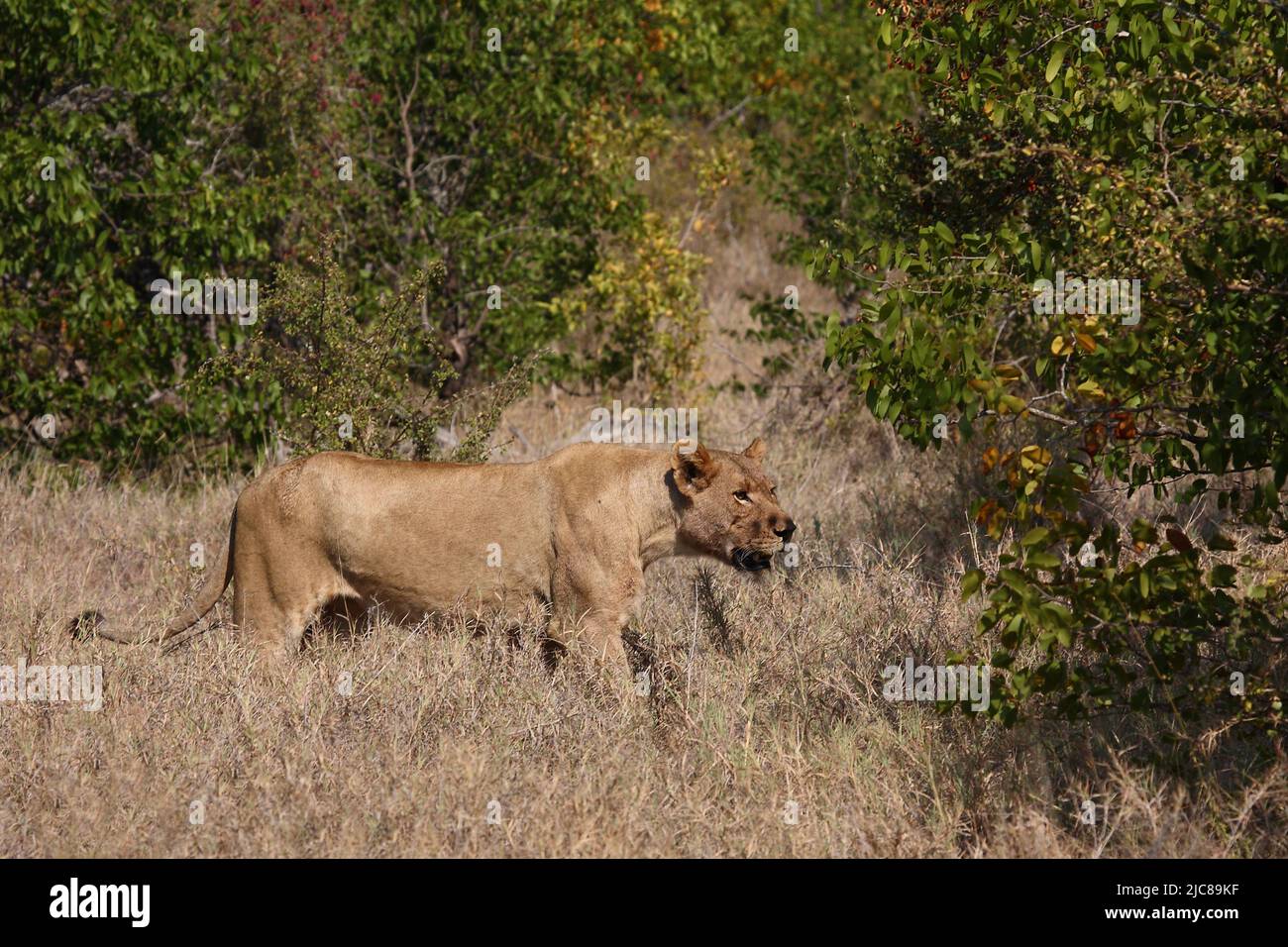 Afrikanischer Löwe / African lion / Panthera leo Stock Photo - Alamy