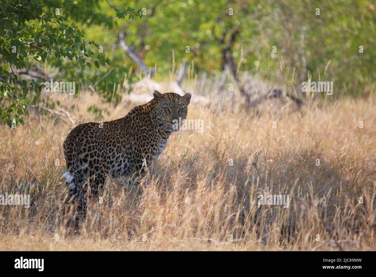 Leopard / Leopard / Panthera pardus Stock Photo - Alamy
