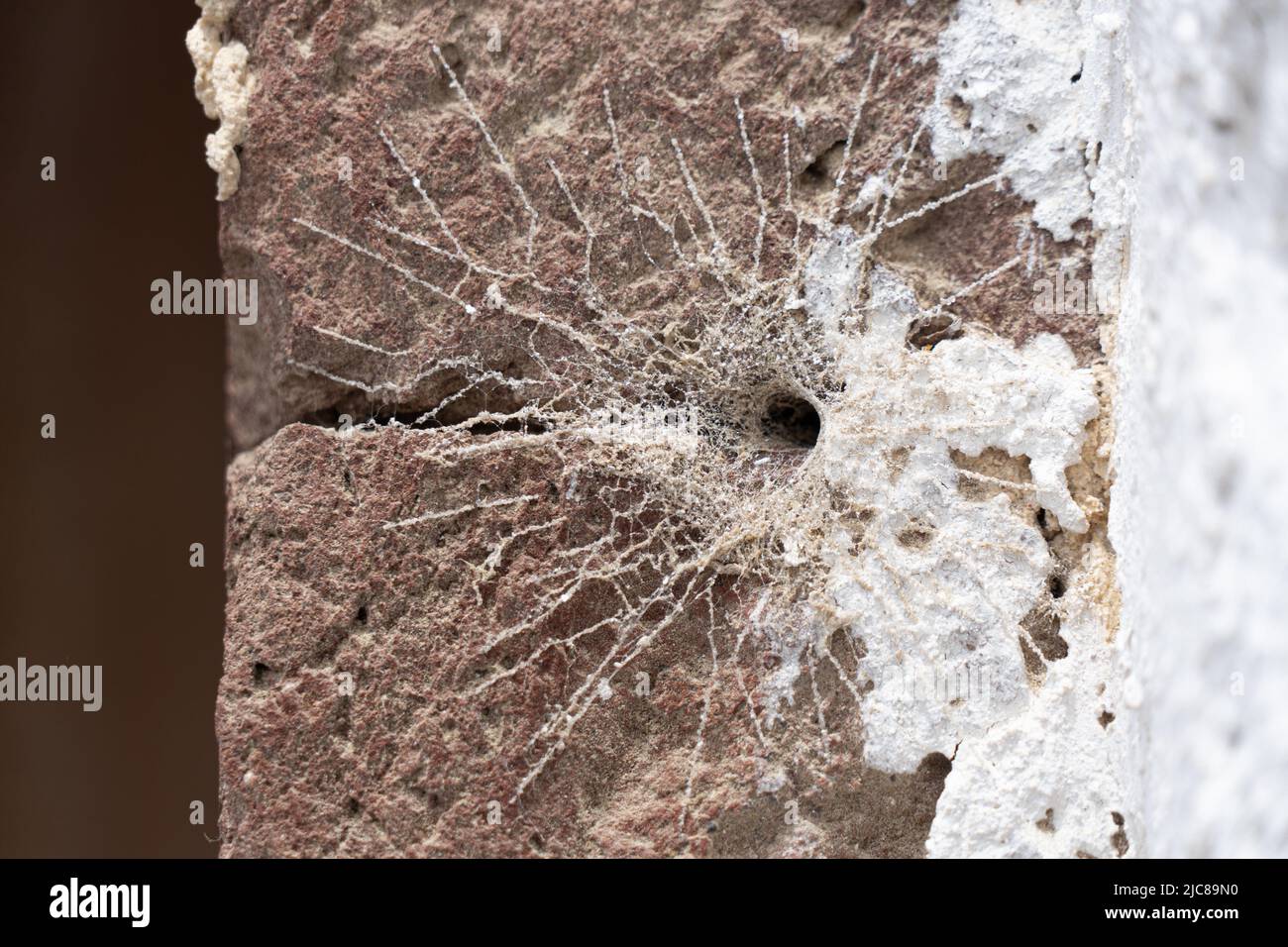 Tube web of a tube-dwelling spider with tripping wires radiating ...