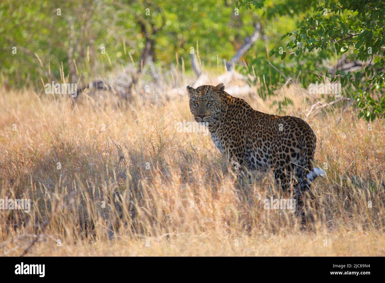 Leopard / Leopard / Panthera pardus Stock Photo - Alamy