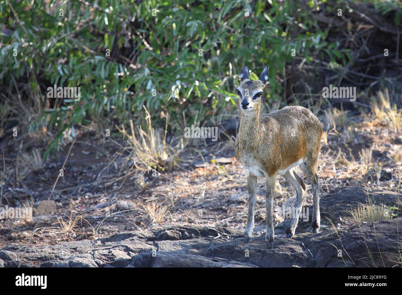 Antilope klipspringer hi-res stock photography and images - Alamy