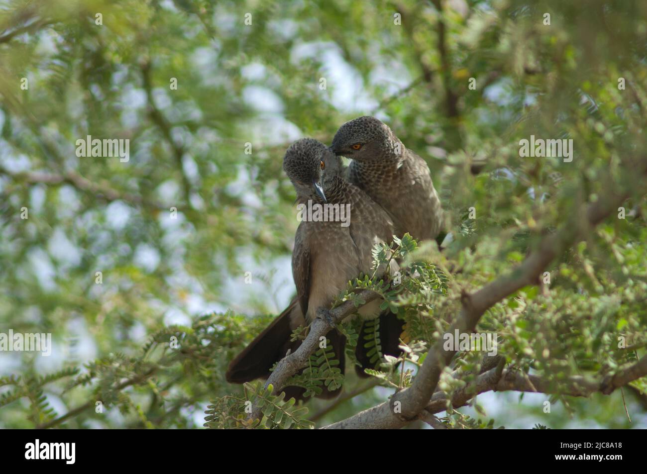 Brown babblers Turdoides plebejus grooming on a branch of gum acacia Senegalia senegal. Langue ...