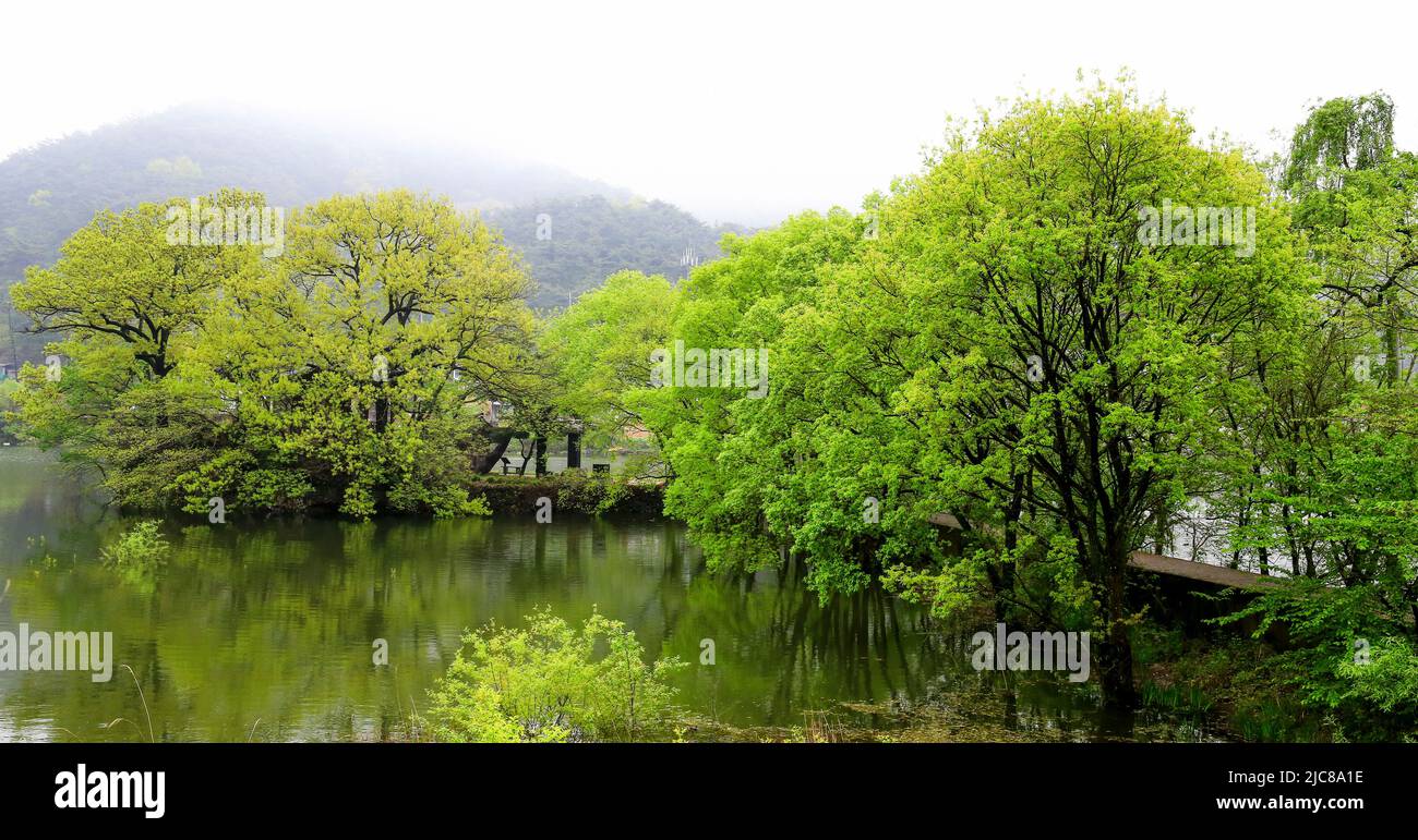 A willow tree sprouting tender new green leaves by a small pond in ...