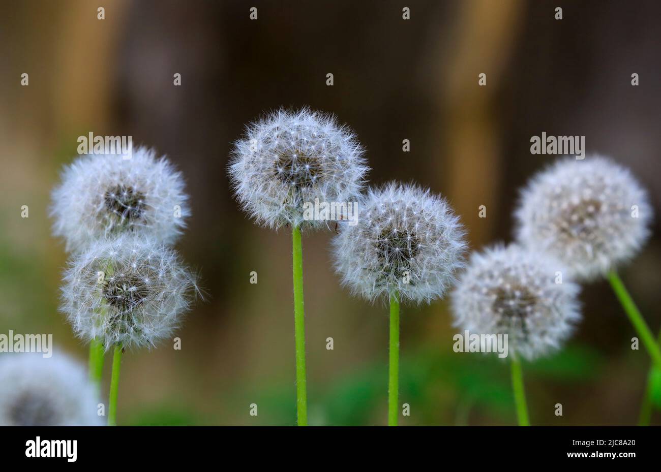 Round, fluffy white dandelion seeds Stock Photo - Alamy
