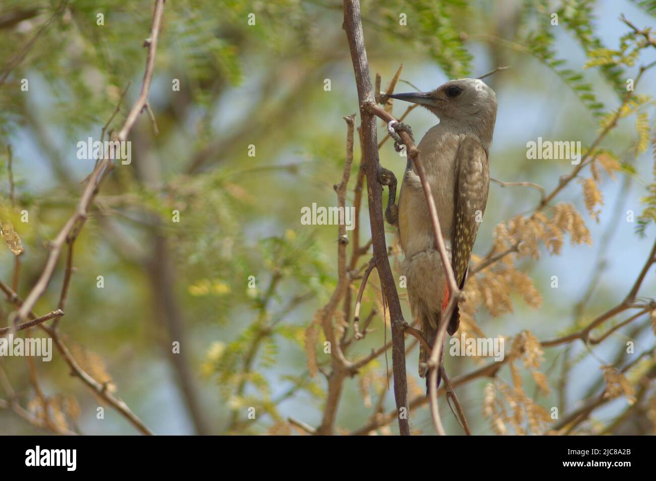 Female African grey woodpecker Dendropicos goertae. Langue de Barbarie ...