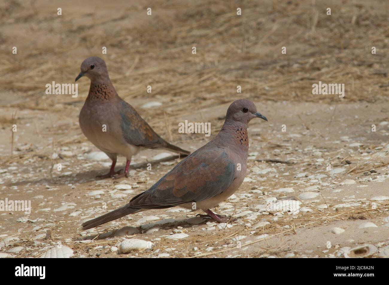 Laughing doves Spilopelia senegalensis in the Langue de Barbarie ...