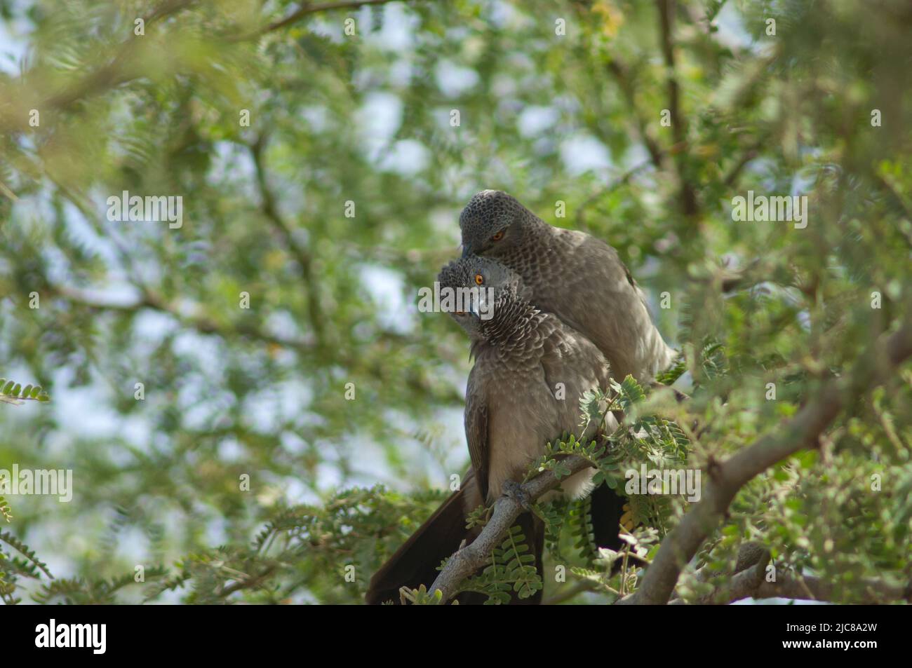 Brown babblers Turdoides plebejus grooming on a branch of gum acacia Senegalia senegal. Langue ...