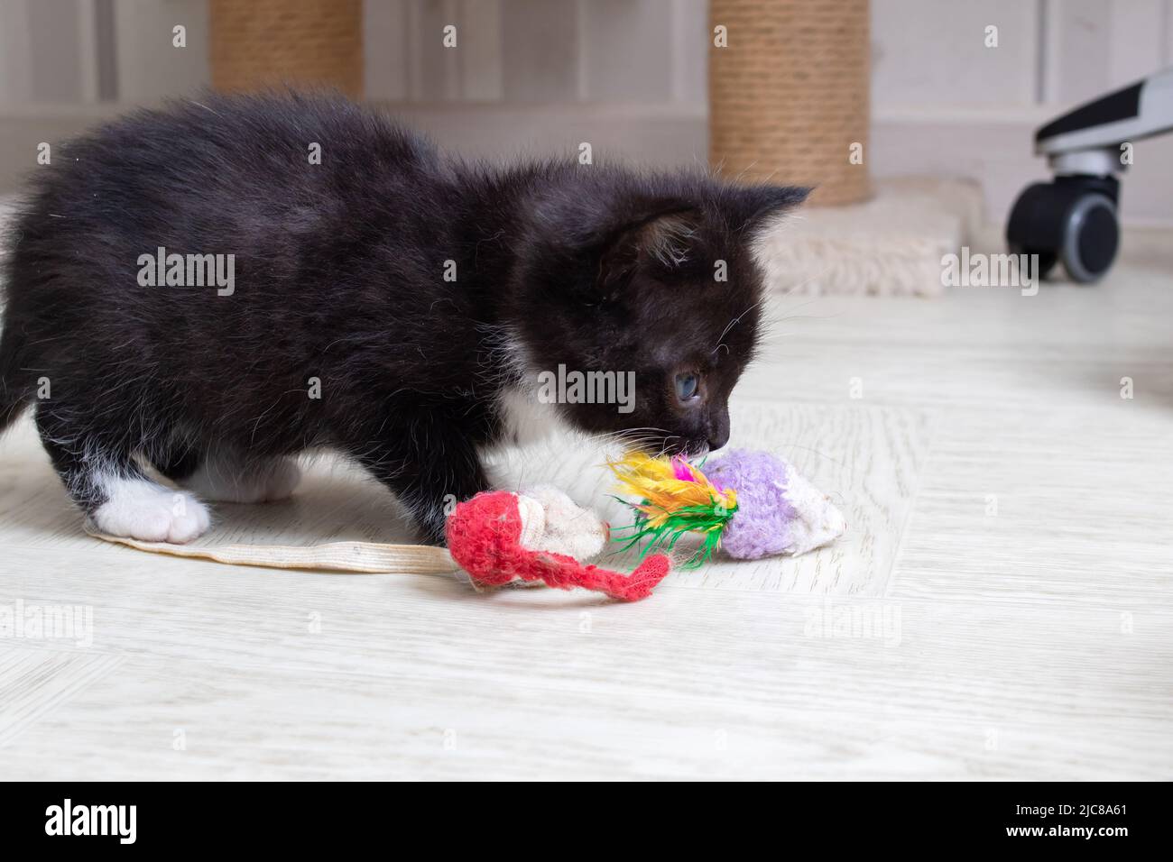 Close up fuzzy kitten playing hi-res stock photography and images - Alamy