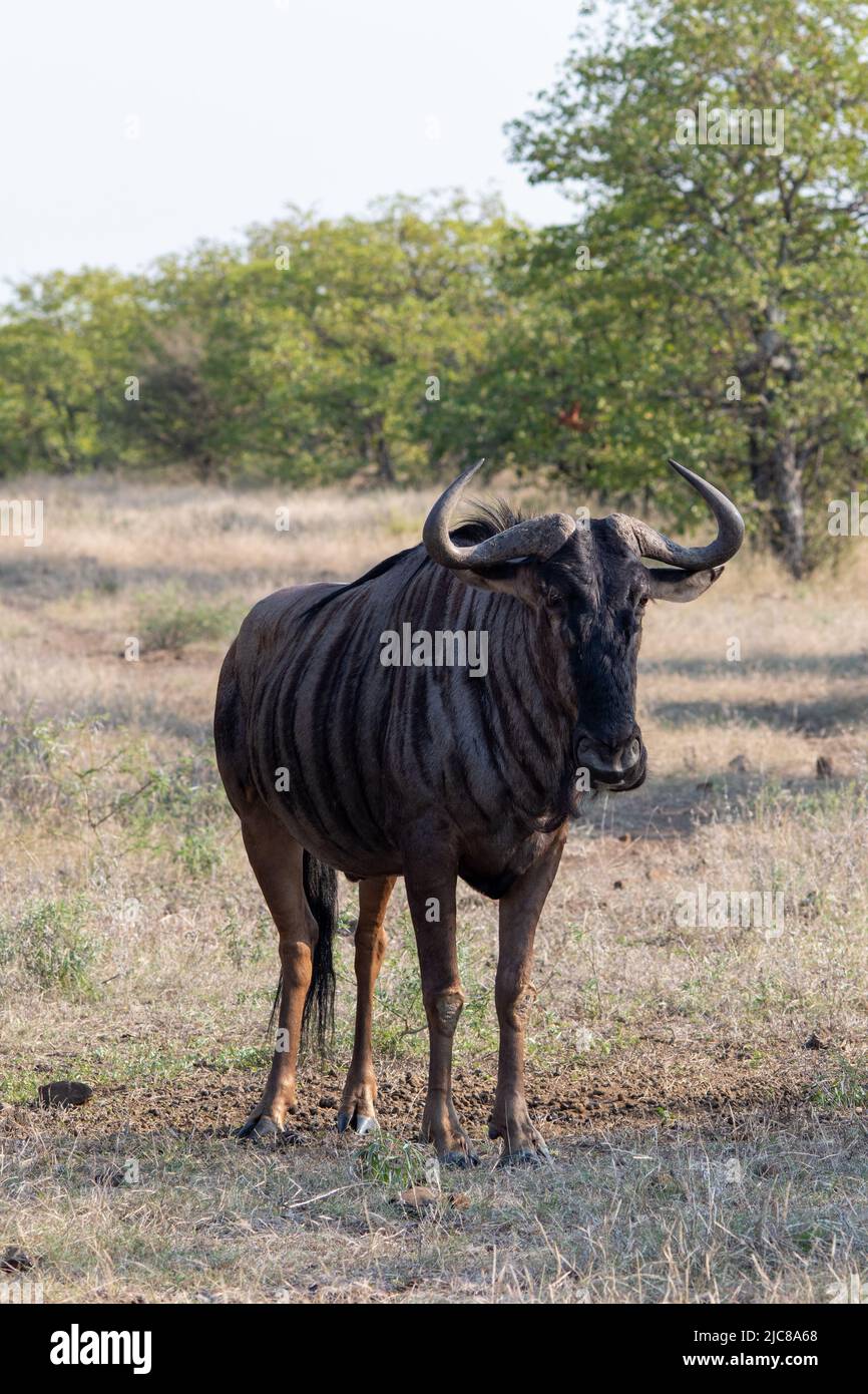 A blue wildebeest isolated in the wild Stock Photo - Alamy