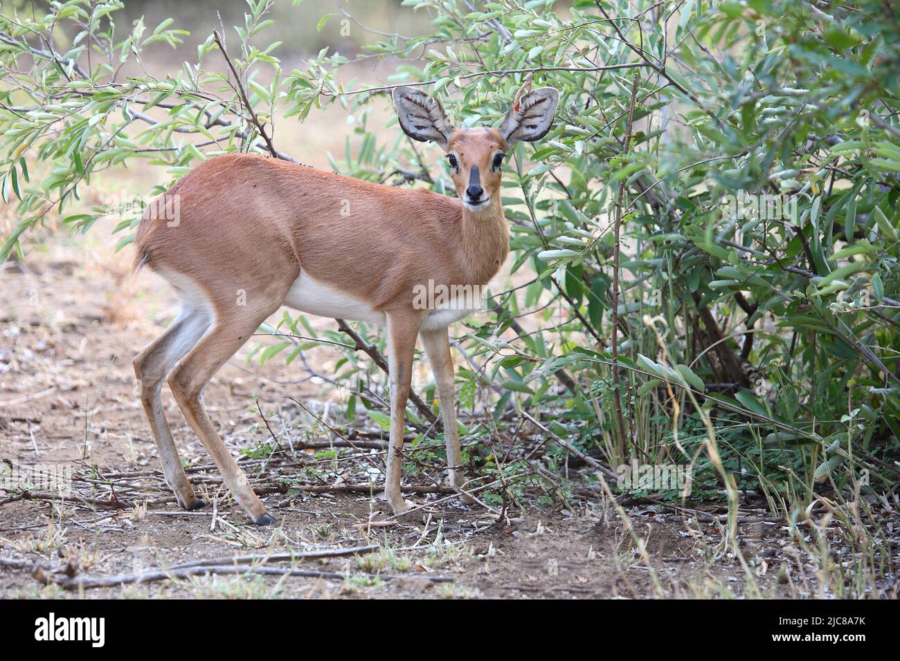 Steinboks hi-res stock photography and images - Alamy