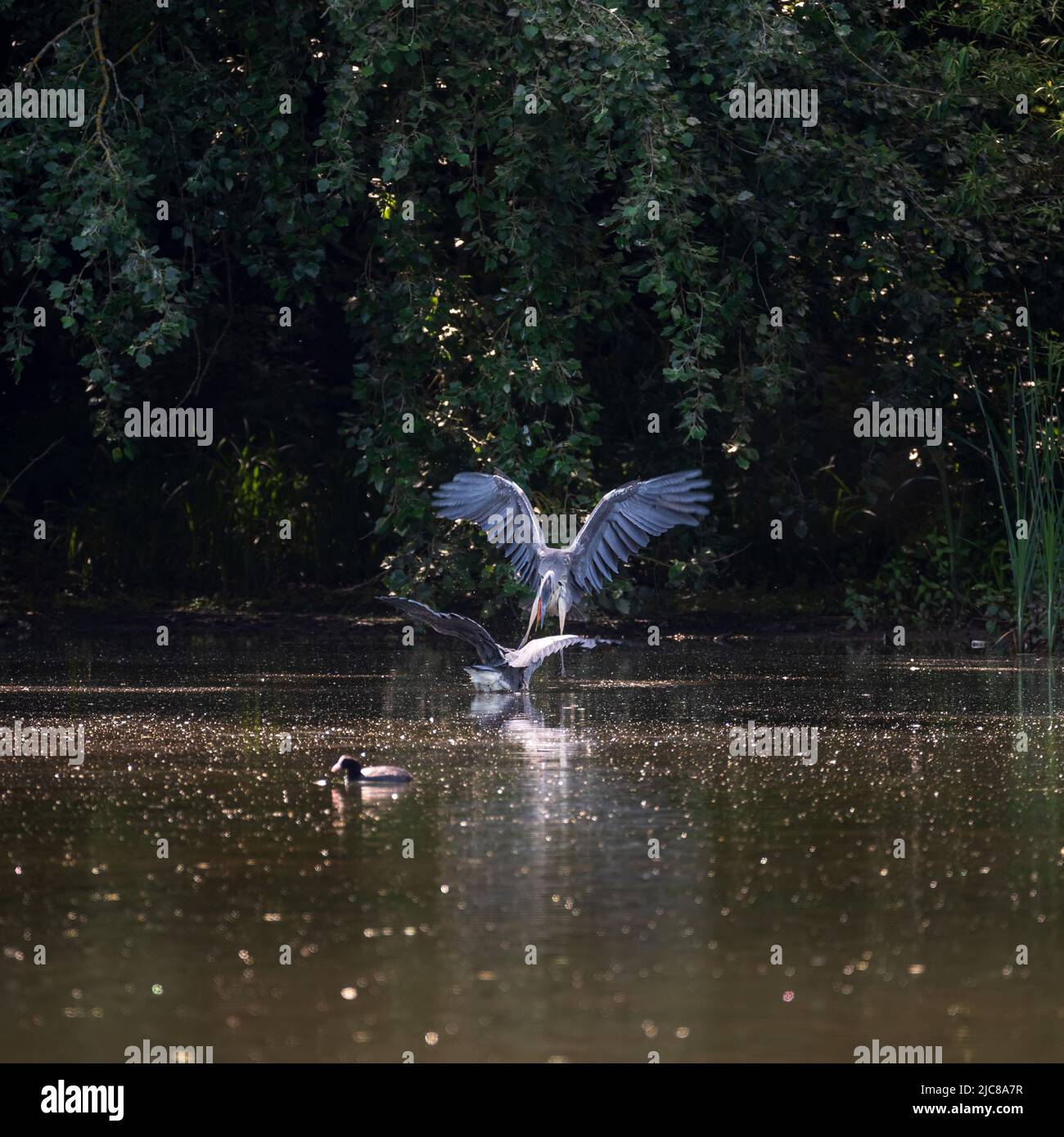 Adult male Grey Herons Ardea Cinerea fighting at lakeside during Spring ...