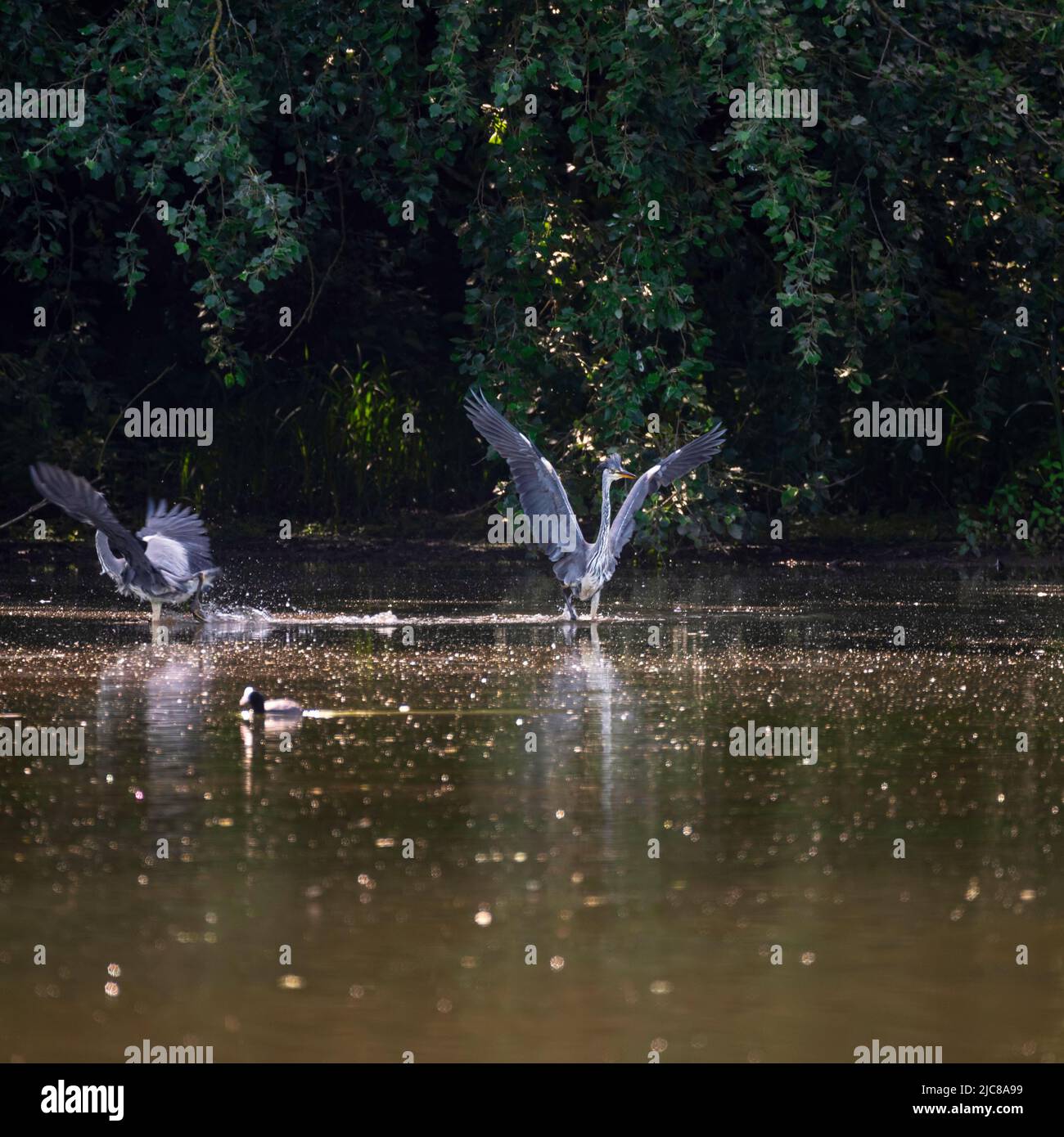 Adult male Grey Herons Ardea Cinerea fighting at lakeside during Spring ...