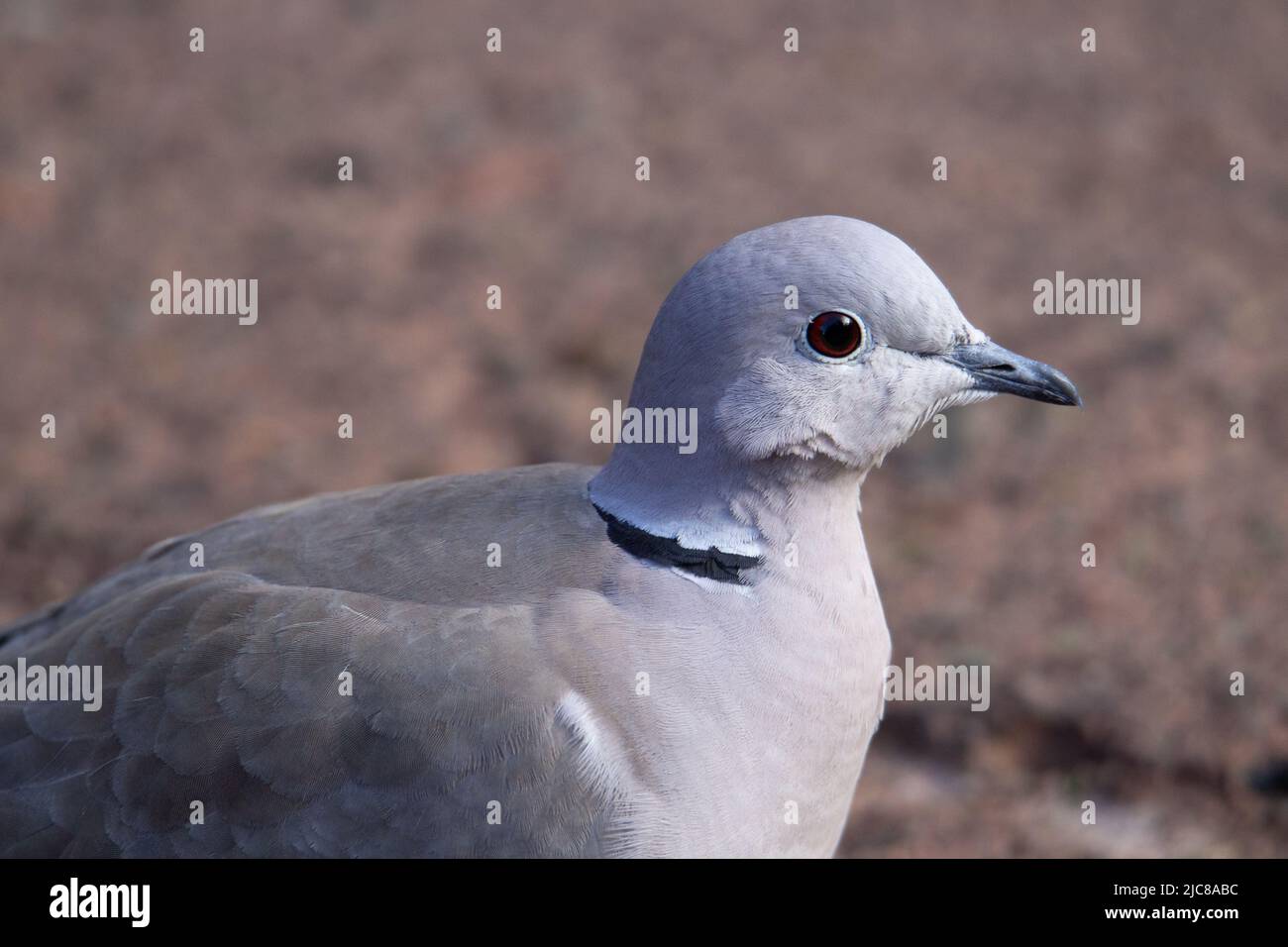 Eurasian collared dove (Streptopelia decaocto) profile of a Eurasian ...