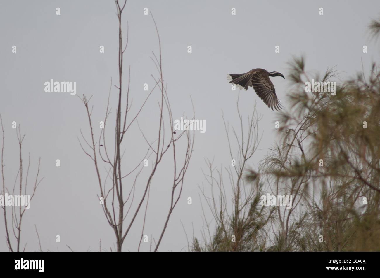 African grey hornbill Lophoceros nasutus. Male in flight. Langue de ...
