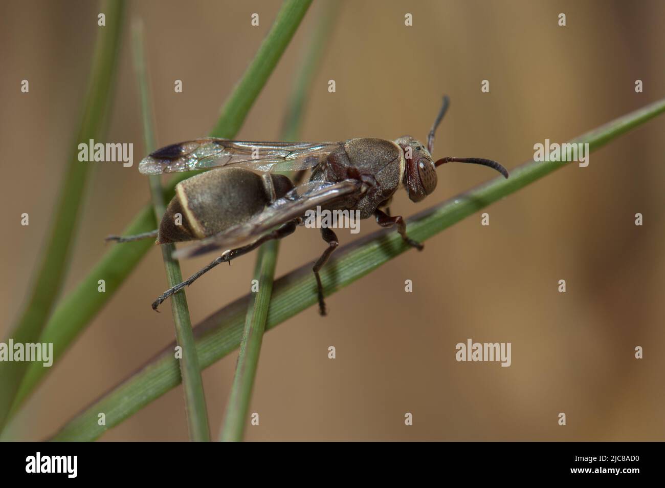 Paper wasp Ropalidia sp on grass. Langue de Barbarie National Park ...