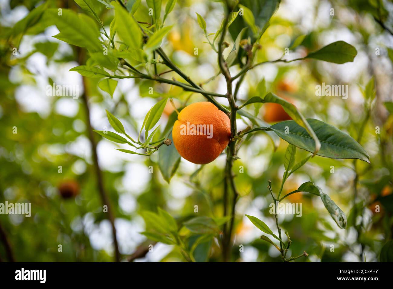 Healthy ripe farm orange hi-res stock photography and images - Alamy