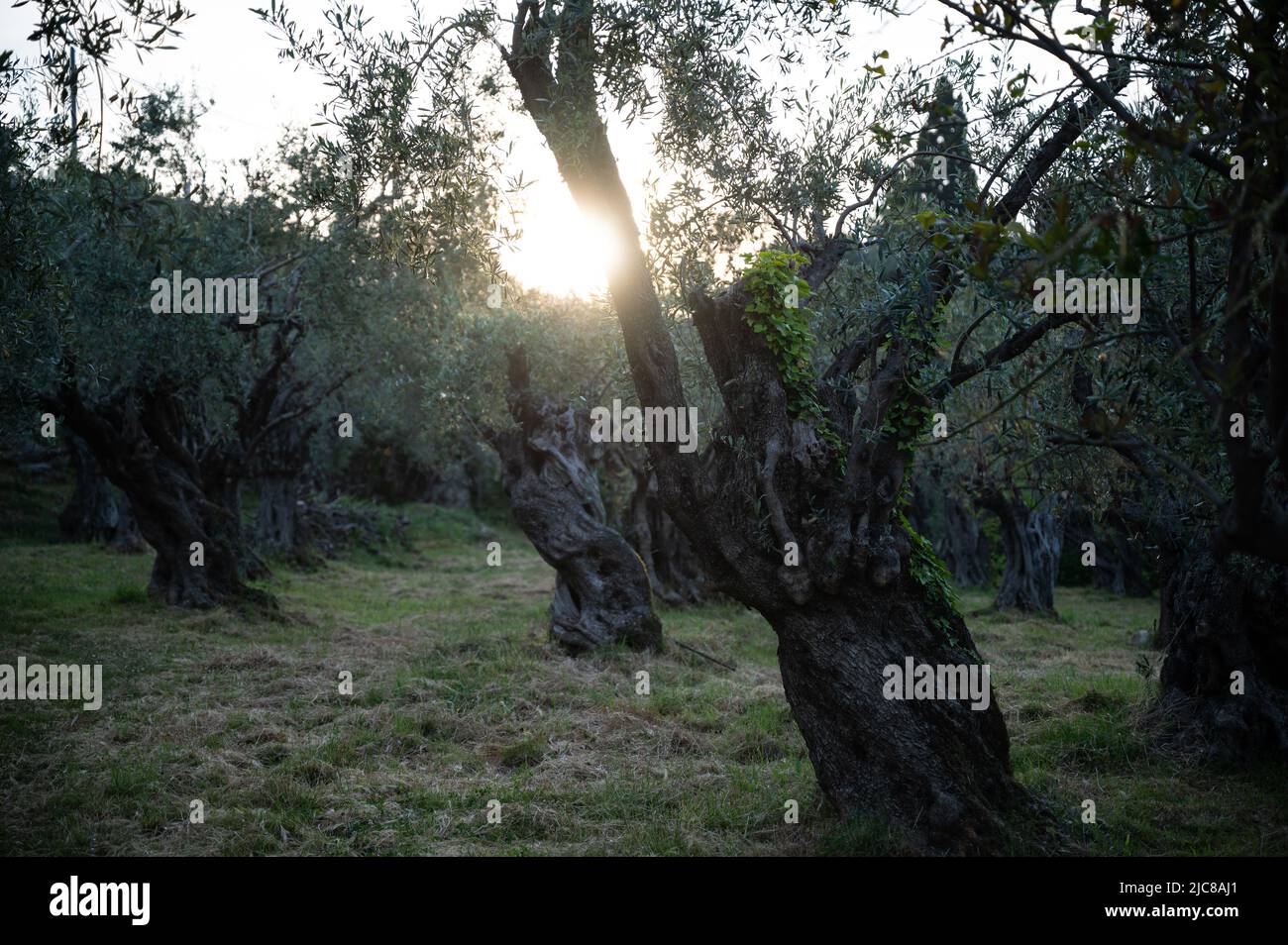 The setting sun shines through the branches of an old olive tree in a ...
