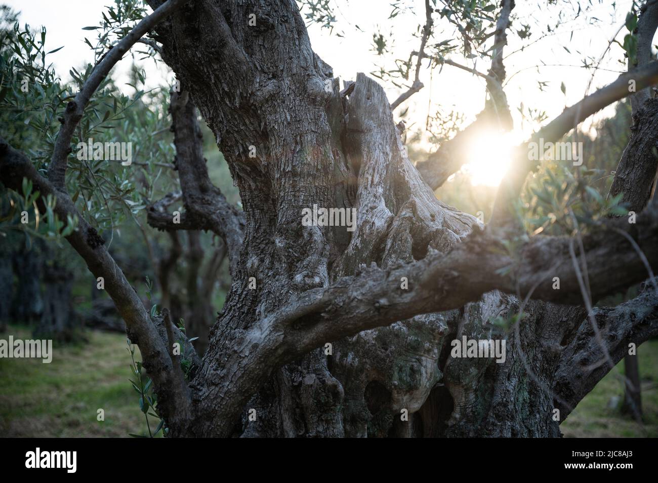 The setting sun shines through the branches of an old olive tree in a ...