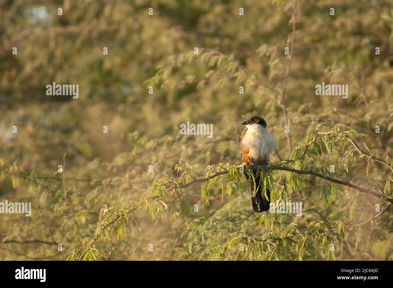 Senegal coucal Centropus senegalensis on a branch of gum acacia ...