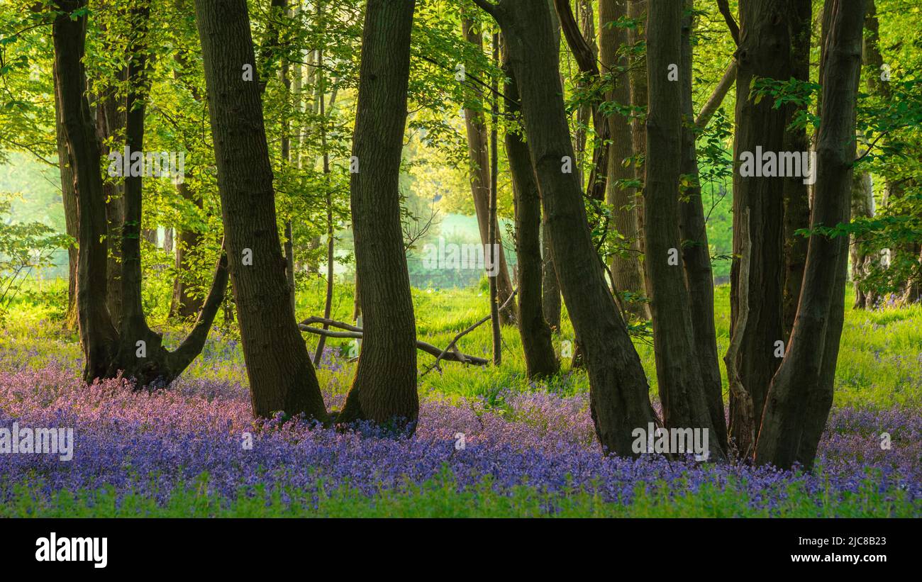 Stunning majestic Spring bluebells forest sunrise in English ...