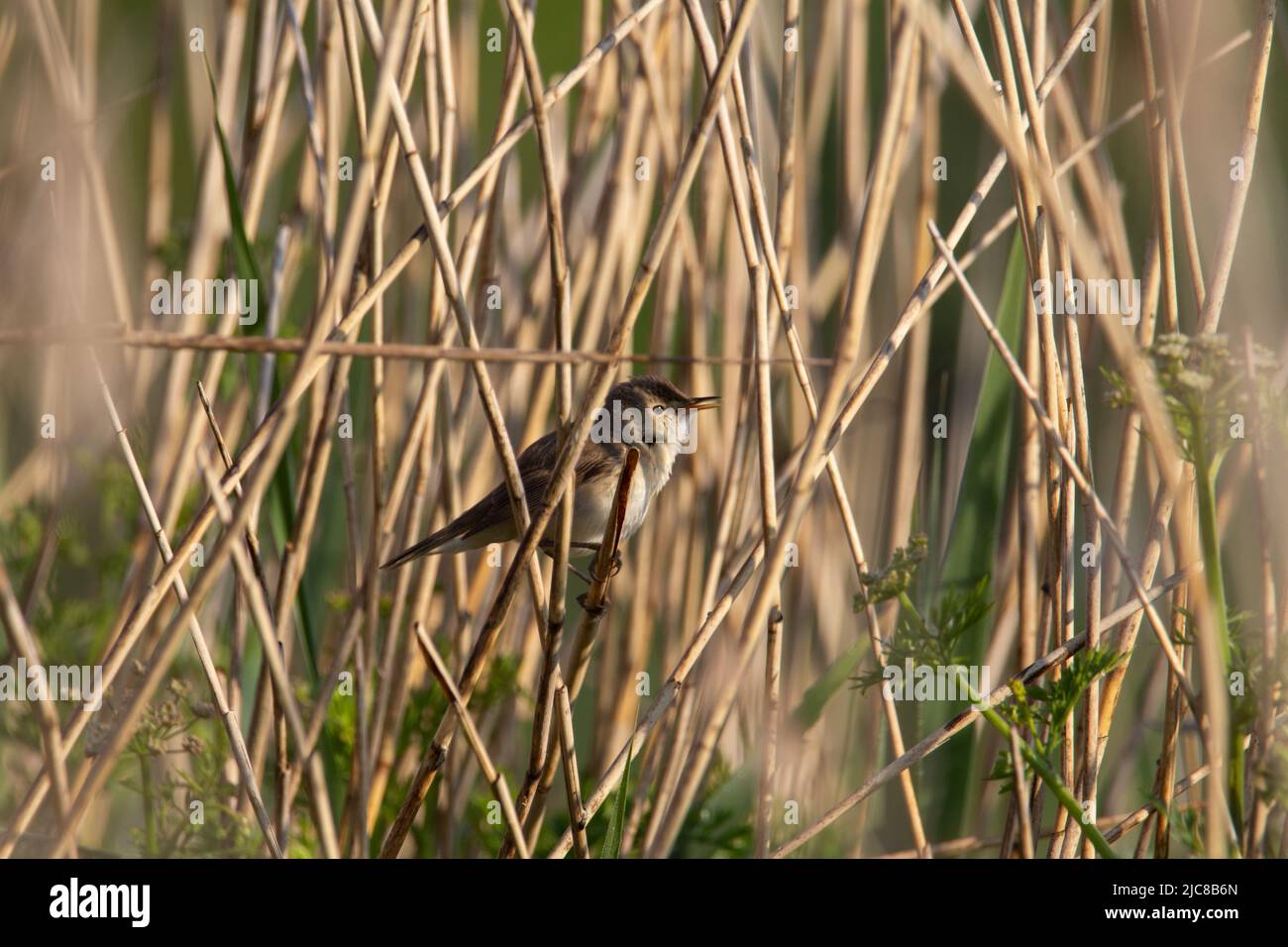 female Reed Bunting (Emberiza schoeniclus) perched on golden reeds with ...