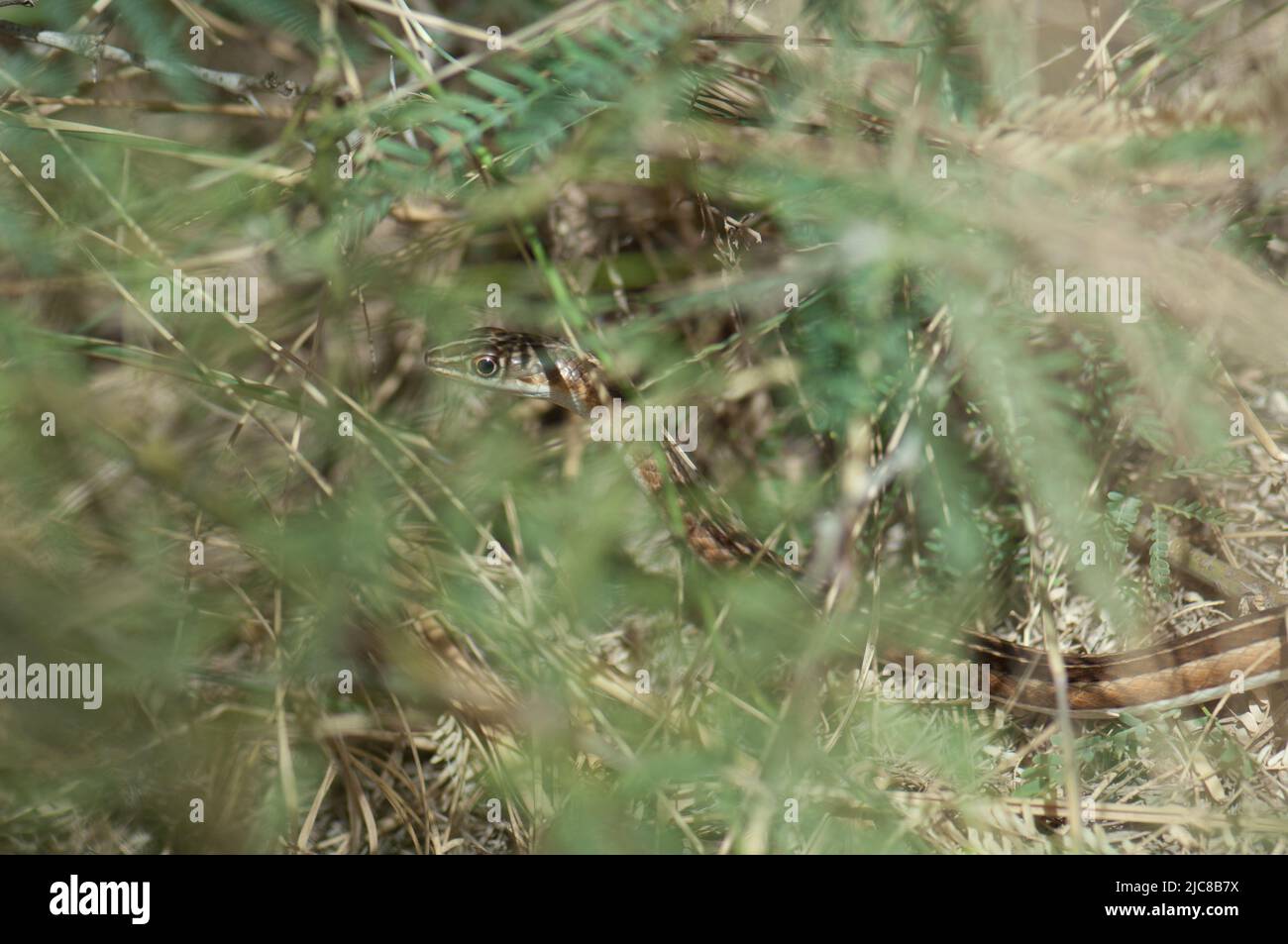 Elegant sand racer Psammophis elegans. Langue de Barbarie National Park ...