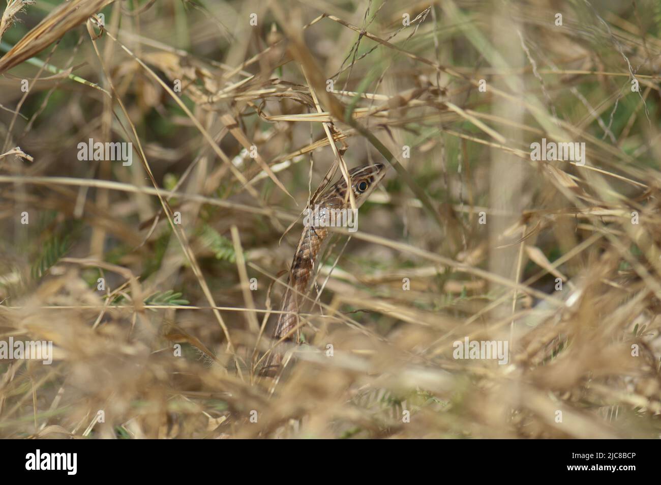 Elegant sand racer Psammophis elegans. Langue de Barbarie National Park ...