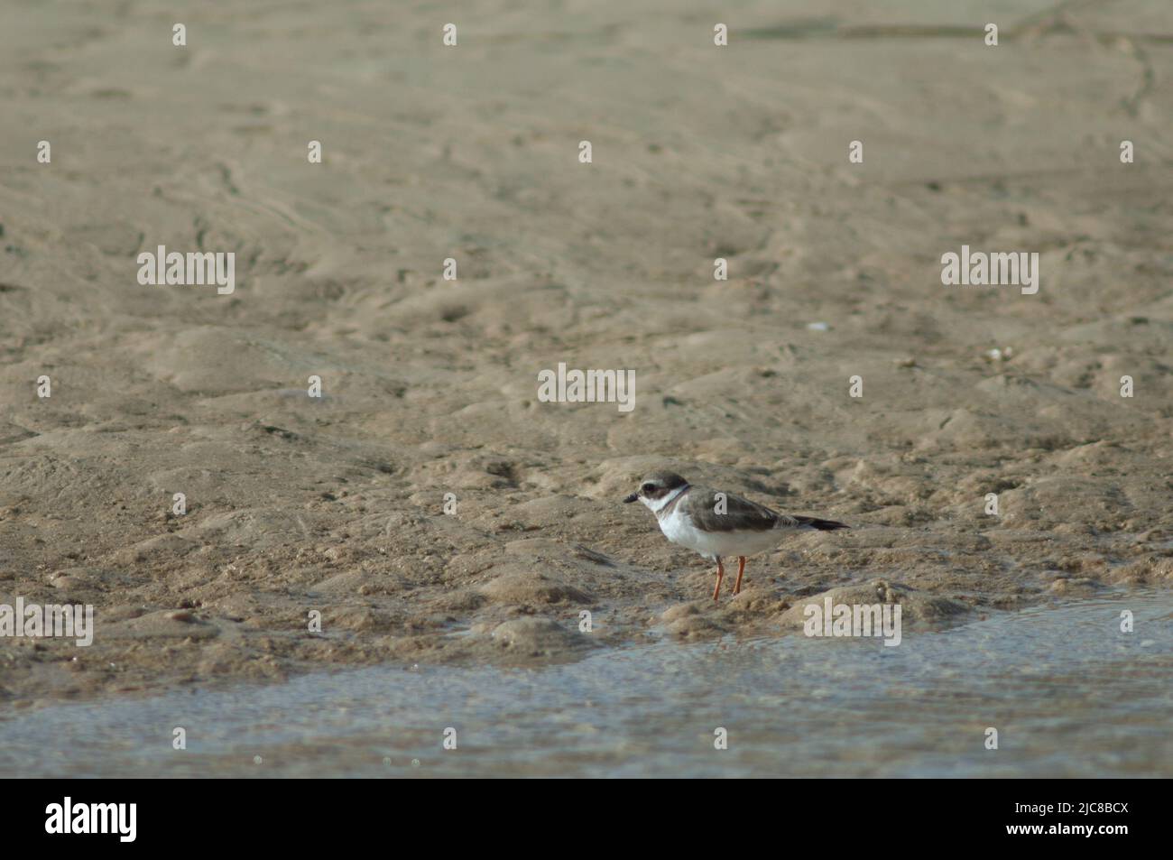 Common ringed plover Charadrius hiaticula. Senegal River. Langue de ...