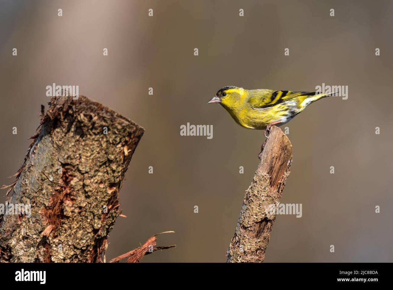 Beautiful vibrant image of yellow Siskin bird Spinus Spinus in Spring ...